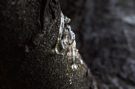 Tree Sap Branch Water Free Photo On Pixabay Pixabay