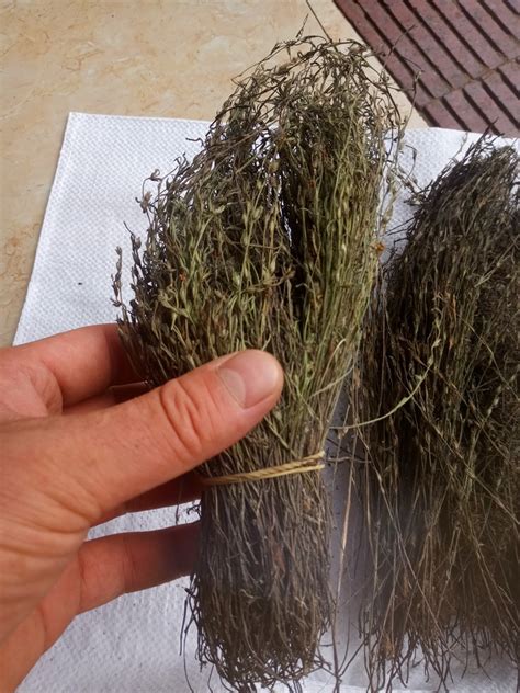 独脚金 中药材小独角金 独脚柑 地莲芝 疳积草 质量保证250克纯净虎窝淘