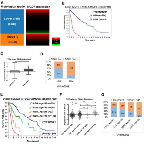 Sex And Race Distributions By Anatomic Site And Primary Carcinoma Cdh1
