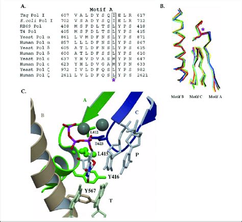 Expasy Alignment Dna At Patricia Buskirk Blog