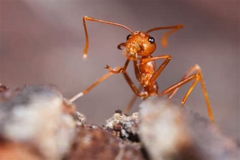 How High Can Flying Ants Fly