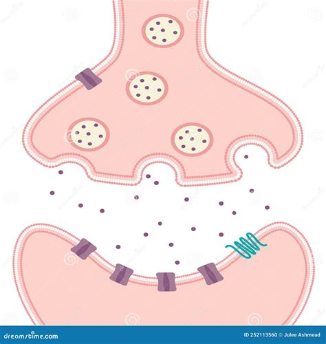Synapse Vector Illustration Labeled Diagram With Neuromuscular Example