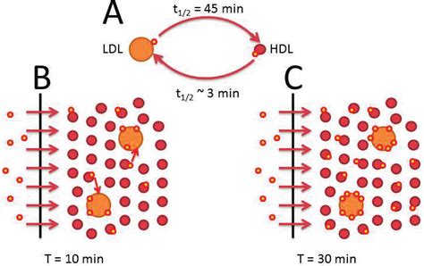 Model For Cellular Cholesterol Efflux A Transfer Of Cholesterol