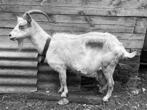 the goat programming language reference