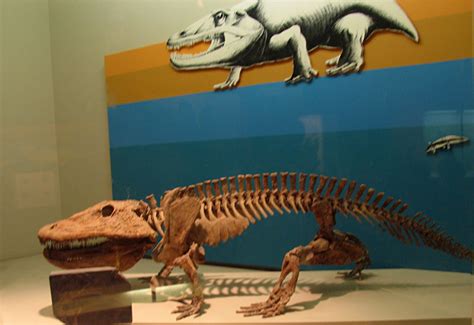 Louisville Fossils And Beyond Eryops Amphibian Fossil