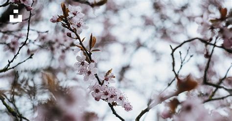 분홍색 꽃이 있는 나무의 클로즈업 사진 Unsplash의 무료 랑겐센델바흐 이미지