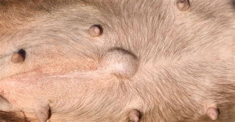 8 French Bulldog Skin Problems How To Help Petmade