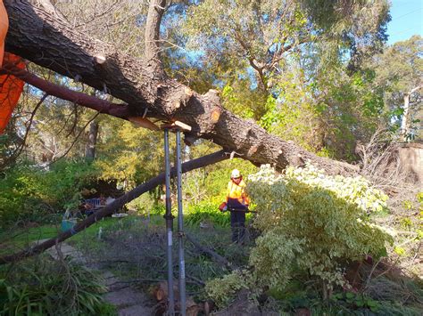 Services Perth Tree Care