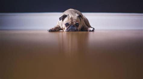 Getting Started With Pug