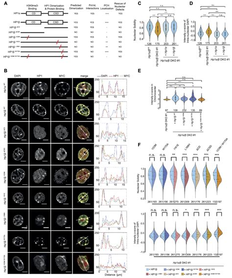 Restoring Nucleolar Defects In Hp1αβ Deficient Escs A Schematic