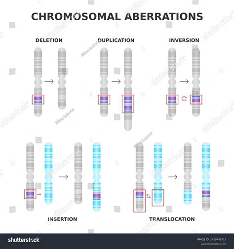 Chromosome Aberration Over 65 Royalty Free Licensable Stock Illustrations And Drawings Shutterstock