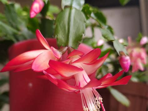 Декабрист втрачає бутони садівники розповіли чому так відбувається