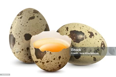 발견 된 메추라기 달걀 전체와 반 깨진 달걀 흰 배경에 분리 된 노른자 하얀 Ñhicken 달걀이 박살났다 건강한 식단 사실적인 3d 벡터 일러스트레이션 메추라기 알에 대한