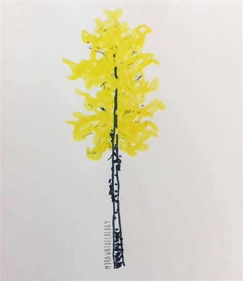 Quaking Aspen Tree Drawing