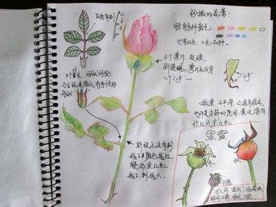 牵牛花自然笔记手抄报 读书笔记手抄报 天马图吧