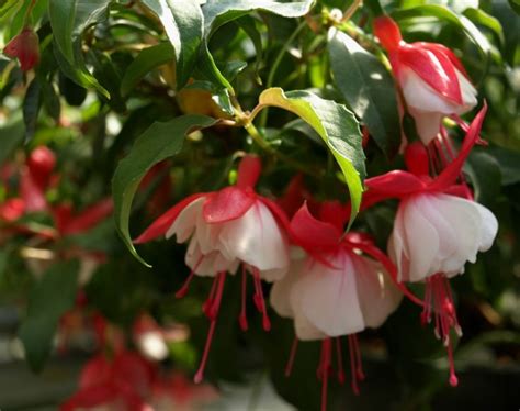 Fuchsia Home Garden Information Center