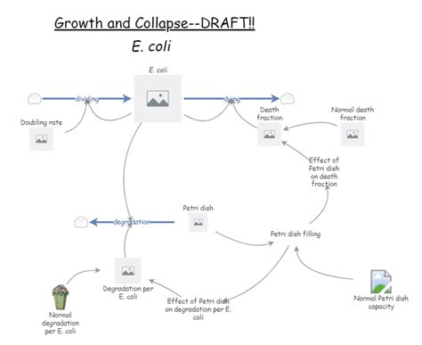 Clone Of E Coli Life Cycle Model Insight Maker