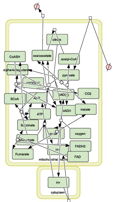 Sbml Model Of The Tca Cycle In Organic Layout When Exported From Download Scientific Diagram