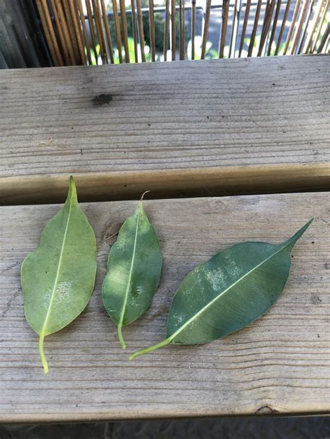 What Pest Is Attacking My Ficus Benjamina And What To Do Rplantclinic