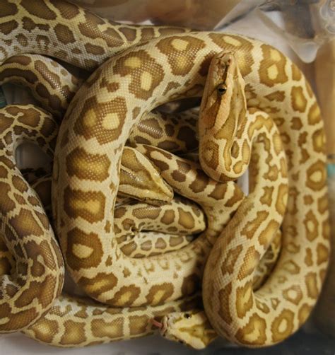Europe Extreme Hypo Line Burmese Python Het Leucistic Reptile Forums