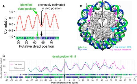Dyad Identification Algorithm Applied To Cen3 Nuc Nucleosome With Download Scientific Diagram