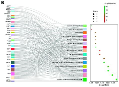 A Reactome Pathway Enrichment Analysis Of 56 Overlapped Genes B Download Scientific