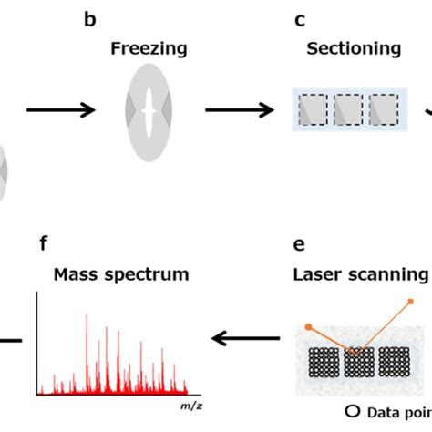 Pdf Application Of Matrix Assisted Laser Desorption Ionization Mass Spectrometry Imaging For