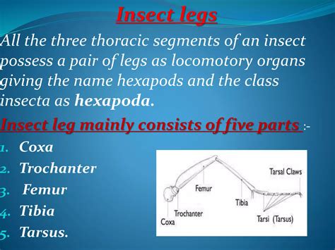 Insect Leg And Their Modification Pptx