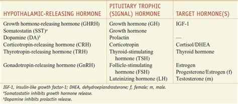 Introduction To Endocrinology The Hypothalamic Pituitary Axis