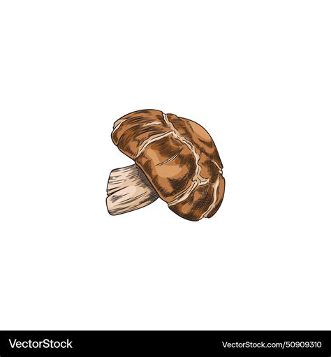 Hand Drawn Shiitake Mushrooms On An Isolated Vector Image