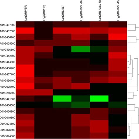Heat Map Showing Rna Seq Based Gene Expression Patterns Shown In Terms Download Scientific