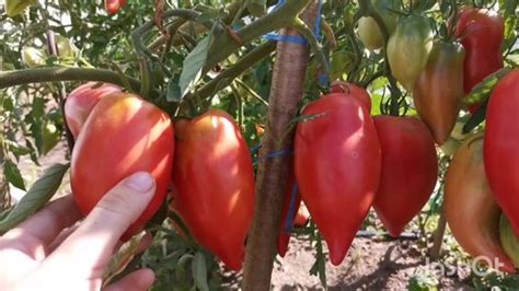 Мои любимые томаты Огородник из Рязани Дзен