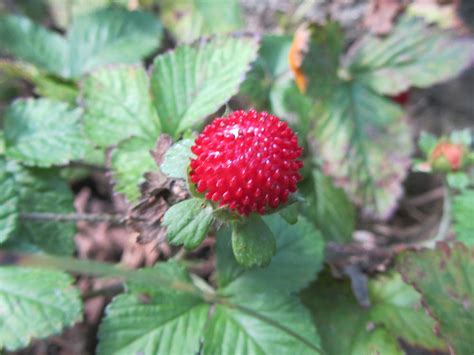 Duchesnea Indica La Fragola Matta O Finta Fragola Il Gusto Della Natura