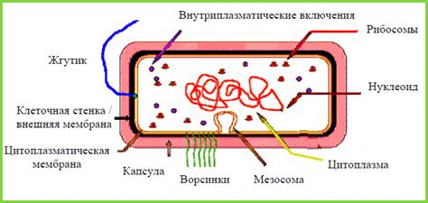 Загальна характеристика бактерій Повні уроки — Гипермаркет знаний
