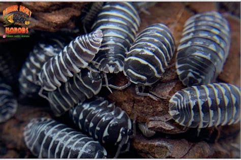 12 Cool Types Of Isopods To Collect Species Color Morphs Terrarium Tribe