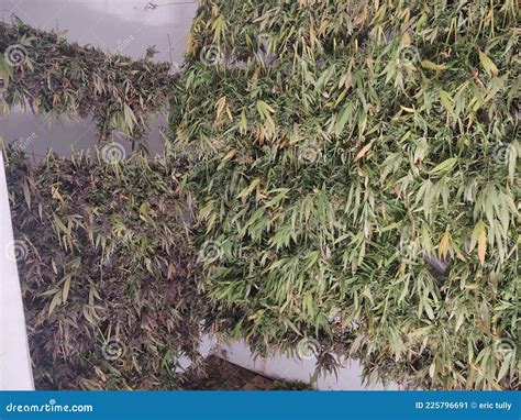 Hemp Drying 2001 Stock Image Image Of Shrub Grass 225796691