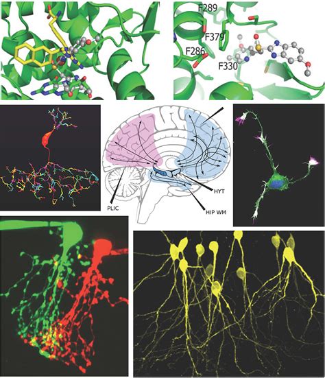 Basic And Translational Neuroscience University Of Bergen