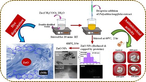 Schematic Diagram Of The Synthesis Of Zno Nps Using P Lonolia Leaf Download Scientific