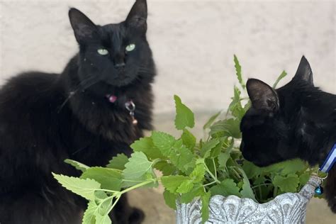 Organic Catnip Seeds — San Diego Seed Company