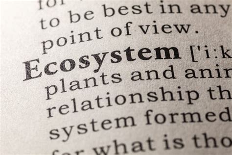 Definition Of The Word Ecosystem Stock Image Image Of Text Word