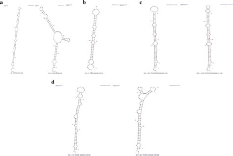 Secondary Structure Of Novel Pre MiRNA Ad Secondary Structure Of Download Scientific Diagram