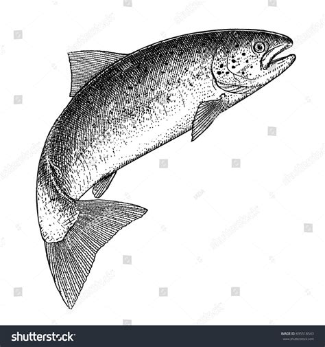 Illustration Jumping Atlantic Salmon Etched Style Stock Vector Royalty Free 695518543