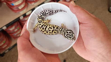 Products Geeky Gecko Creations