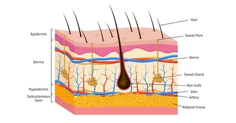 Resources And Approaches For Dermal Exposure And Risk… Aiha