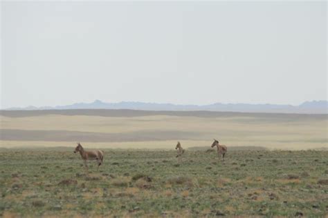ГОВИЙН ШИЛҮҮСИЙГ СЭРГЭЭН НУТАГШУУЛАХ ТӨСӨЛ ХЭРЭГЖҮҮЛЖ ЭХЭЛЛЭЭ