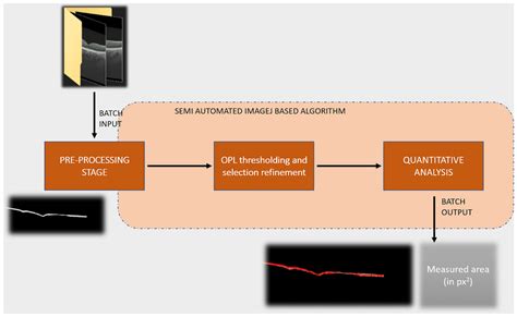 The Figure Shows The Algorithm Used In The Semi Automated Quantitative Download Scientific