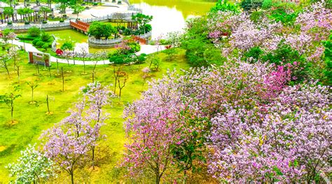 广州黄埔：打造公园城市典范 推窗见绿抬脚进园