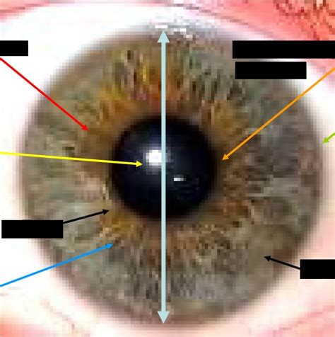 Iris Pictures Identification Diagram Quizlet