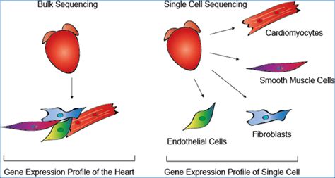 Single Cell RNA Sequencing Elucidates Mechanisms Behind Heart Disease