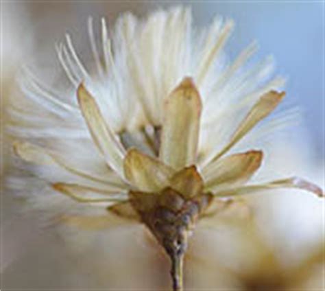 クルマバハグマ Pertya rigidula キク科 Asteraceae コウヤボウキ属 三河の植物観察